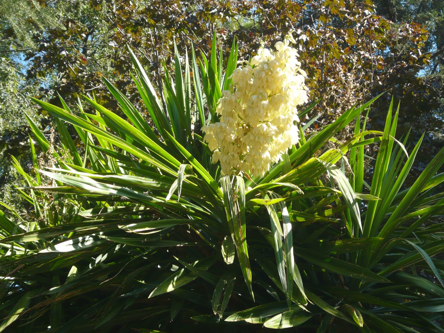 Yucca Elephantipes: Guía Completa de Cuidados | Plantas de Interior